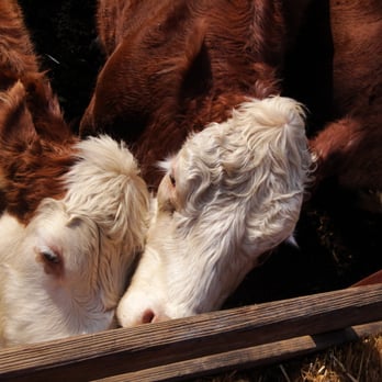 PEZZA FARM AND GARDEN CENTER - Updated October 2025 - 64 Photos & 18 ...