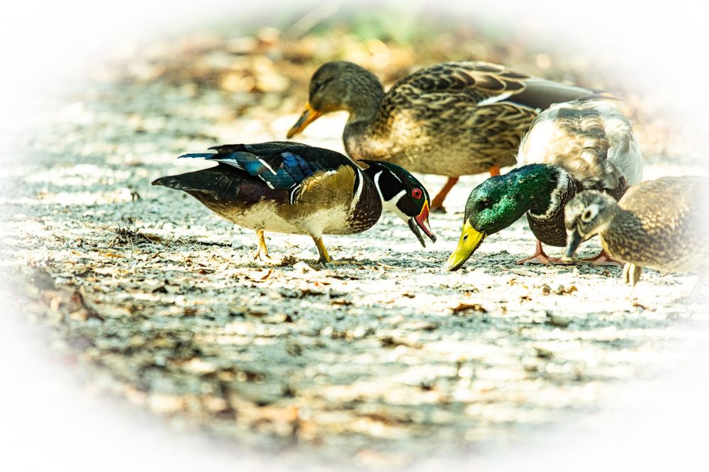 THE GEORGE C REIFEL MIGRATORY BIRD SANCTUARY - Updated July 2025 - 94 ...