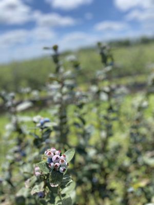 BLUEBERRY BUNCH FARM - Updated 05/2025 - 98 Photos & 24 Reviews - 2754 ...