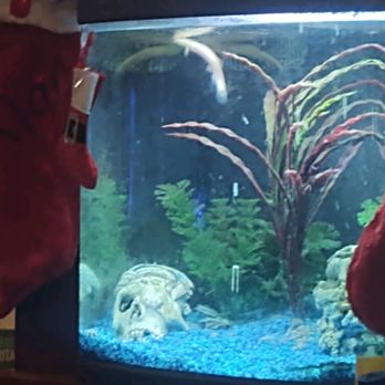 THE BLUE LIGHT - Updated March 2025 - 200 Photos & 548 Reviews - 1979 ...