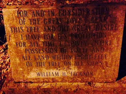 THE TREE THAT OWNS ITSELF - Updated October 2025 - 22 Photos & 15 ...