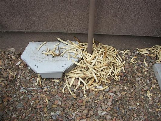 MR PACK RAT - Updated December 2025 - 30 Photos & 30 Reviews - Tucson ...