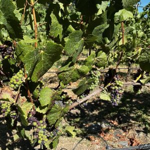 CROIX ESTATE WINERY - Updated August 2025 - 48 Photos & 17 Reviews ...