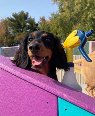 ALL TAILS R WAGGIN - Updated March 2025 - 148 Photos & 76 Reviews ...