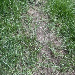 Super-Sod Reviews | Read Customer Service Reviews of supersod.com