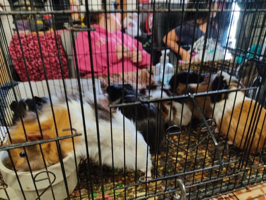 FLEA LAND - 33 Photos & 11 Reviews - Flea Markets - 1100 Three Springs ...