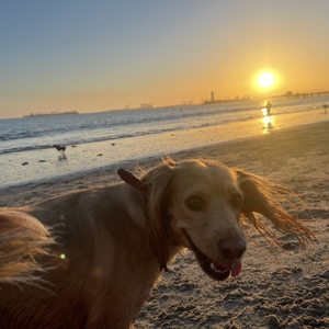 ROSIE’S DOG BEACH - 1647 Photos & 870 Reviews - 4800 E Ocean Blvd, Long Beach, CA - Yelp