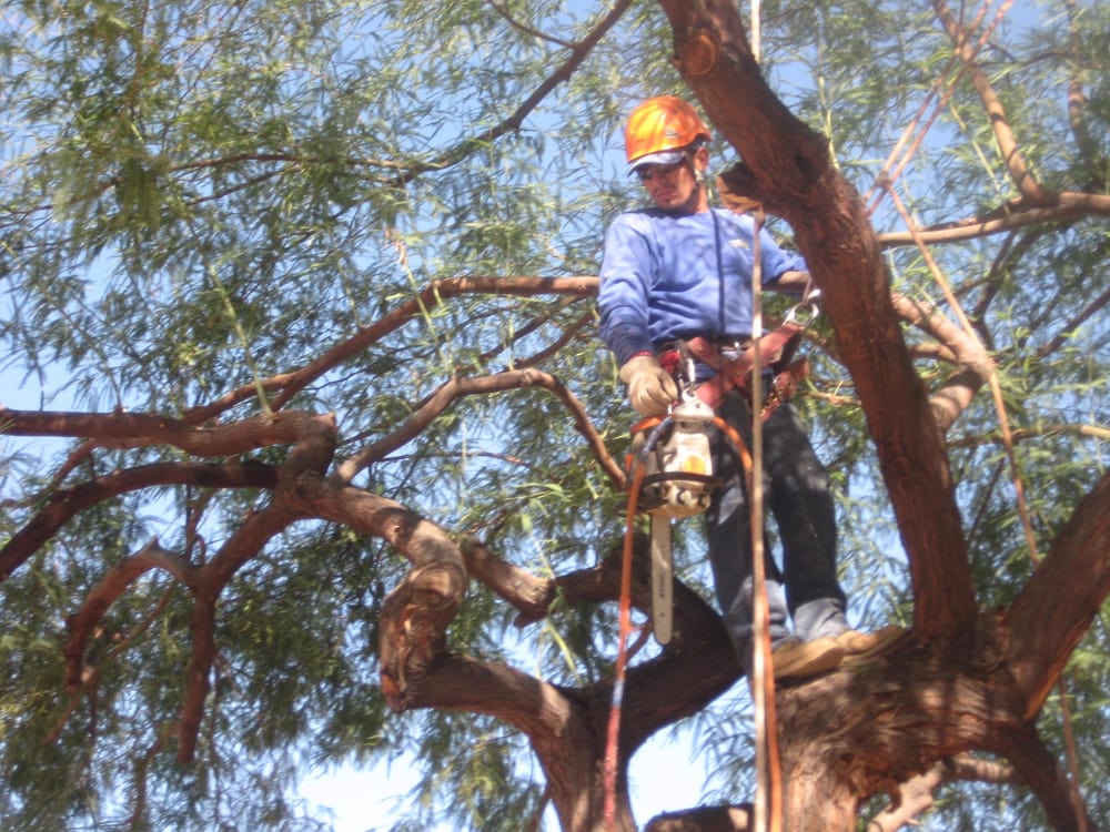ARBOR WORKS - Request a Quote - Litchfield Park, Arizona - Tree ...