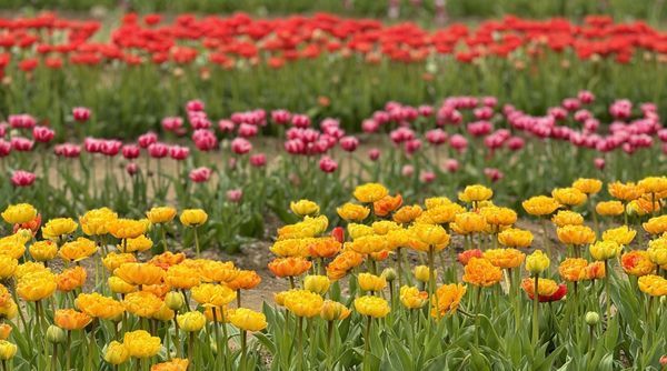 WICKED TULIPS FLOWER FARM - Updated April 2025 - 324 Photos & 60 ...