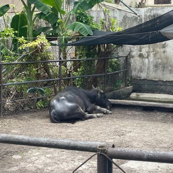 GUAM ZOO - Updated September 2024 - Pale San Vitores Road, Tumon, Guam ...