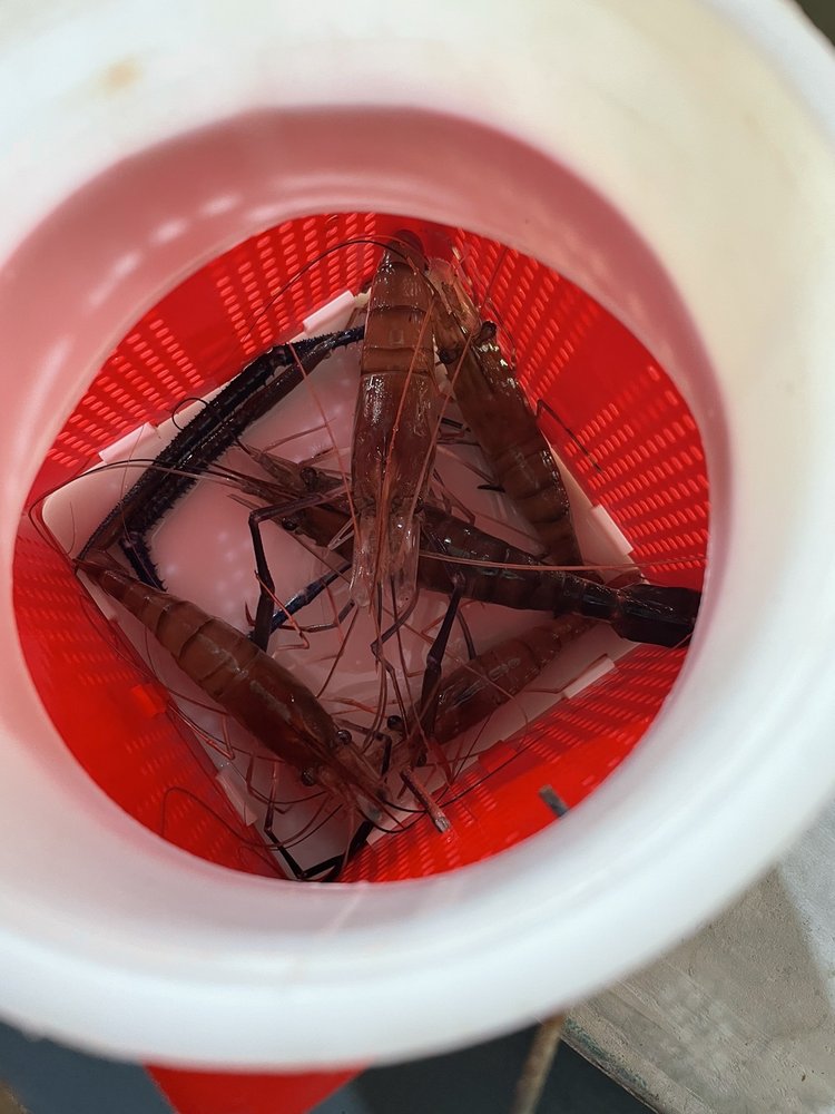 EBI EBI SHRIMP FISHING - Updated December 2025 - 42 Photos & 17 Reviews ...