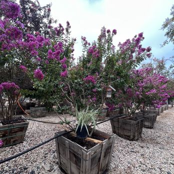 MOON VALLEY NURSERIES - Updated March 2025 - 32 Photos & 36 Reviews - 3550 N Loop 1604 E, San ...