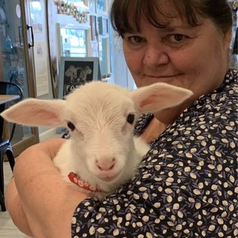 TOE BEANS AND DREAMS ADOPTION CAFE - Updated April 2025 - 169 Photos ...