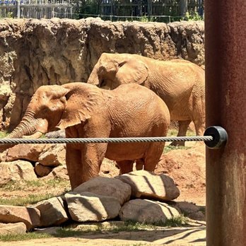 ZOO ATLANTA - Updated July 2024 - 2750 Photos & 646 Reviews - 800 ...