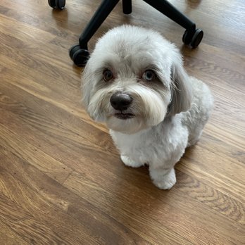 THE DOG BARBER - Updated January 2025 - 157 Photos & 229 Reviews - 1903 ...