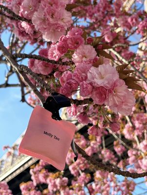 MOLLY TEA - Updated September 2025 - 228 Photos & 106 Reviews - 5909 ...