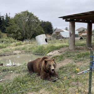 OLYMPIC GAME FARM - 664 Photos & 342 Reviews - 1423 Ward Rd, Sequim, WA ...