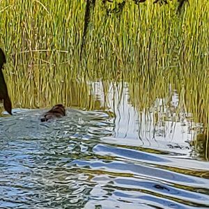 NATIVE AMERICAN SHELL RING - 13 Photos - Fish Island Trail, Hilton Head ...