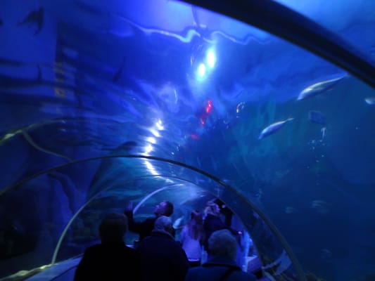 THE NATIONAL SEA LIFE CENTRE BIRMINGHAM - Updated December 2025 - 56 ...