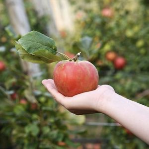 HARBES ORCHARD - Updated October 2025 - 125 Photos & 48 Reviews - 5698 ...