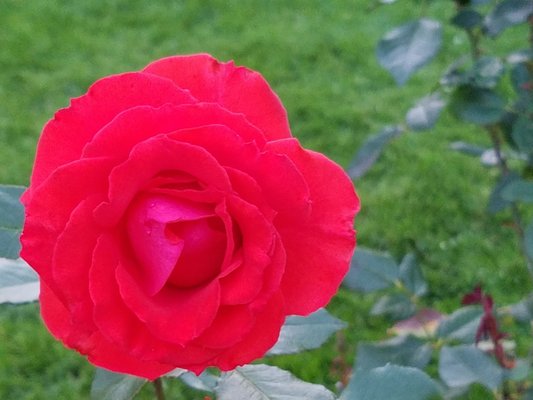 ROSE GARDEN AT WOODLAND PARK ZOO - 357 Photos & 53 Reviews - 750 N 50th ...