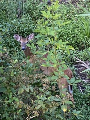 NEUSE RIVER GREENWAY TRAIL - 70 Photos & 22 Reviews - Hiking - 12098 ...
