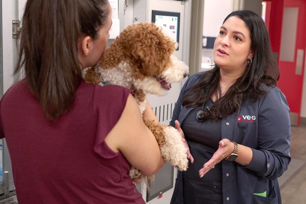 VETERINARY EMERGENCY GROUP - Updated February 2026 - 31 Photos & 15 ...