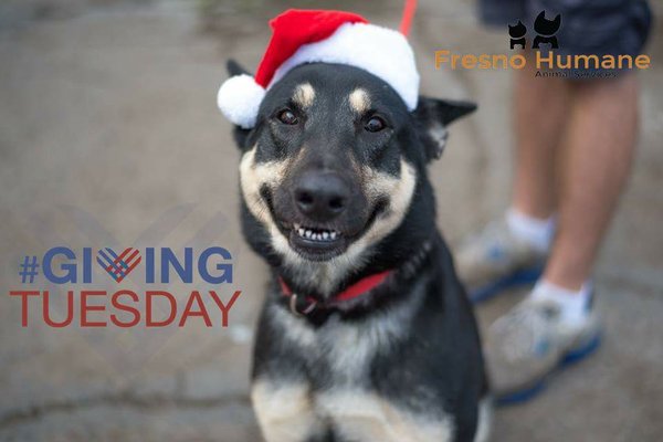 FRESNO HUMANE ANIMAL SERVICE - Updated March 2025 - 12 Photos & 22 ...