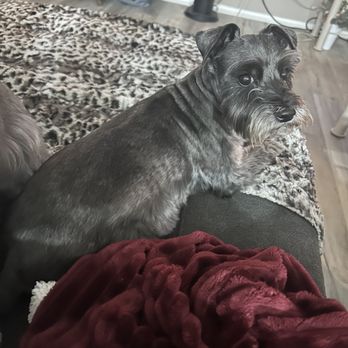 PAWGO - Updated June 2024 - 88 Photos & 140 Reviews - 46 W Hatcher Rd ...