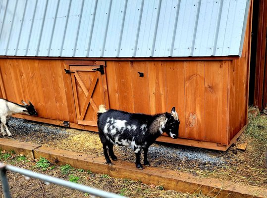 ROSE BRIDGE FARM & SANCTUARY - Updated June 2024 - 181 Photos & 68 ...