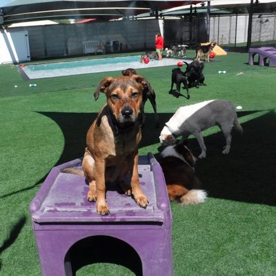 BAY PAWS PET RESORT - Updated May 2025 - 47 Photos & 60 Reviews - 1212 ...