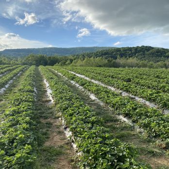 CRITZER FAMILY FARM - Updated June 2024 - 17 Photos & 15 Reviews - 9388 ...