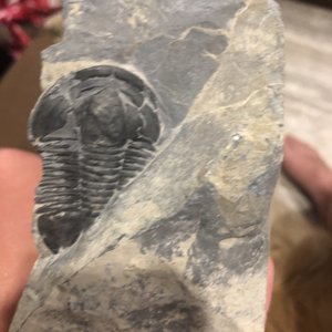 U-DIG FOSSILS - 39 Photos & 20 Reviews - Death Canyon Rd, Delta, Utah ...