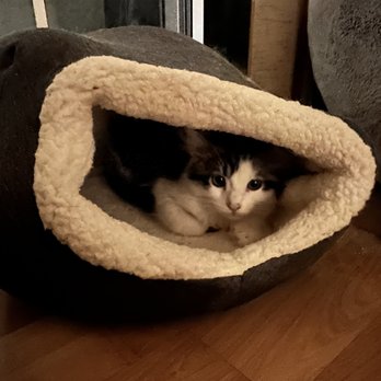 ANIMAL RESCUE OF TRACY - Updated December 2025 - 63 Photos & 52 Reviews ...