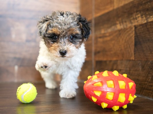 PETLAND TYLER - Updated December 2025 - 87 Photos & 58 Reviews - 4512 S ...