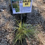 GROWER’S OUTLET - 58 Photos & 56 Reviews - Nurseries & Gardening - 159 ...