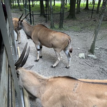 KEYSTONE SAFARI - Updated December 2025 - 142 Photos & 63 Reviews ...