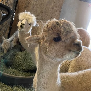 ALPACAS OF THE SOUTHWEST - Updated October 2025 - 63 Photos & 41 ...
