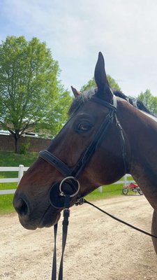 LAMPLIGHT EQUESTRIAN CENTER INC - Updated July 2025 - 6N940 Dunham Rd ...