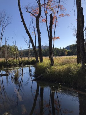 QUINCY BOG NATURAL AREA - Updated January 2025 - 29 Photos - 131 Quincy ...