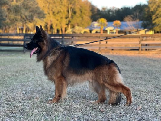 VON HAZEL HAUS GERMAN SHEPHERDS - Request Information - 13 Photos ...
