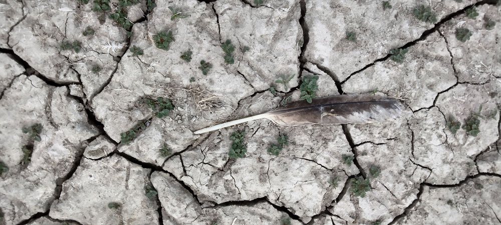 SWAN LAKE NAUTURE STUDY AREA - Updated August 2025 - 56 Photos - Lear ...