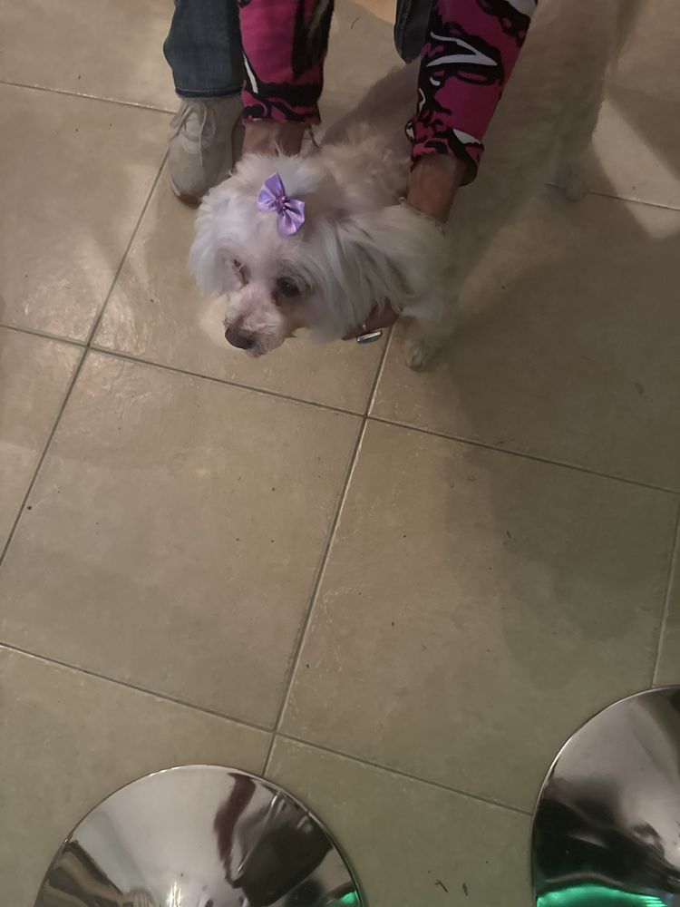 SHAMPOOCHI DAY SPA MOBILE GROOMING - Updated January 2026 - 2846 SW ...