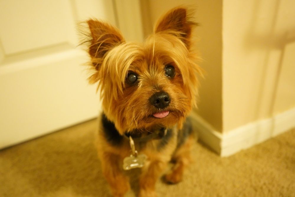 SPRINGWOOD VETERINARY HOSPITAL - Updated May 2025 - 29 Photos & 58 ...