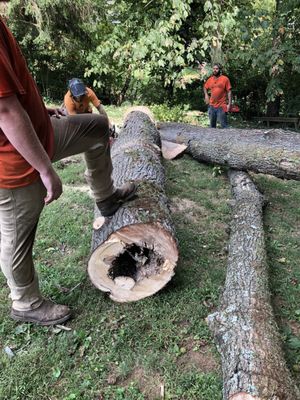 HANCOCK TREE SERVICE - Updated August 2025 - 15 Photos & 11 Reviews ...