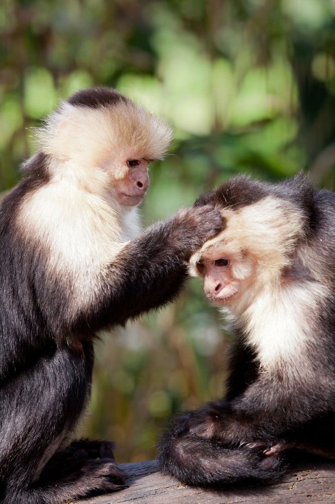 JUNGLE FRIENDS PRIMATE SANCTUARY - Updated November 2024 - 83 Photos ...