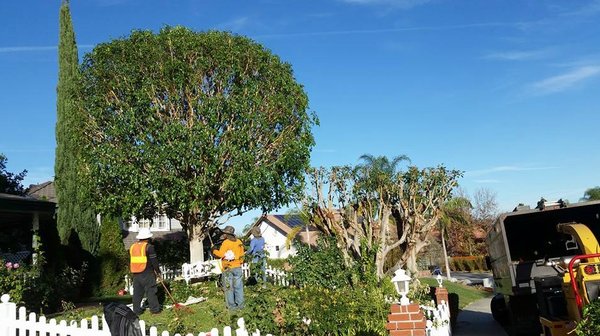 MASTER TREE SERVICES - Updated July 2025 - 235 Photos & 295 Reviews ...