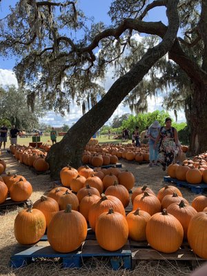 SWEETFIELDS FARM - 182 Photos & 61 Reviews - 17250 Benes Roush Rd ...