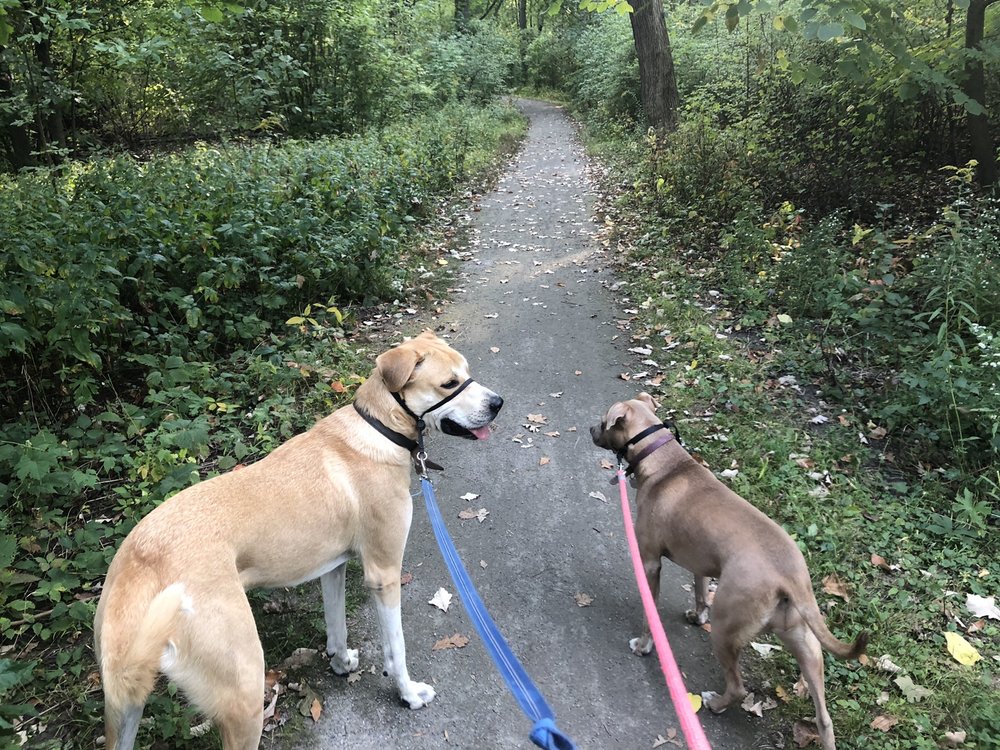 THE BUFF PUP & SPIFFY CAT - Updated September 2024 - 13 Reviews - 277 ...