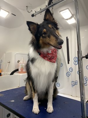 HYDRODOG BERT - Updated June 2025 - 34 Photos & 19 Reviews - Redmond ...